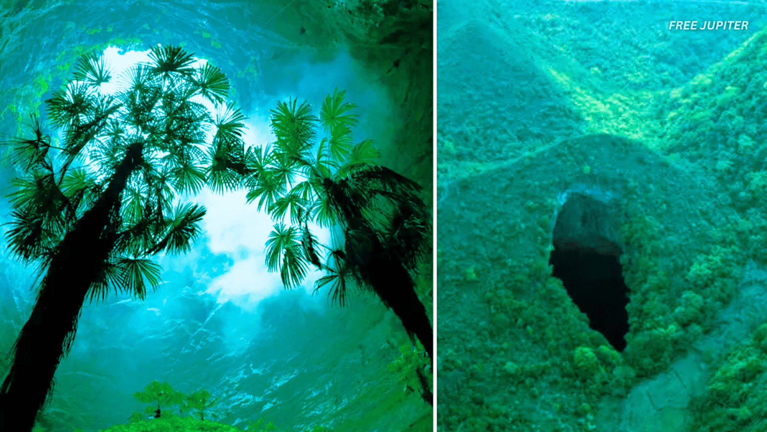 Gargantuan Ancient Forest Found 630 Feet Below Ground In Massive ...